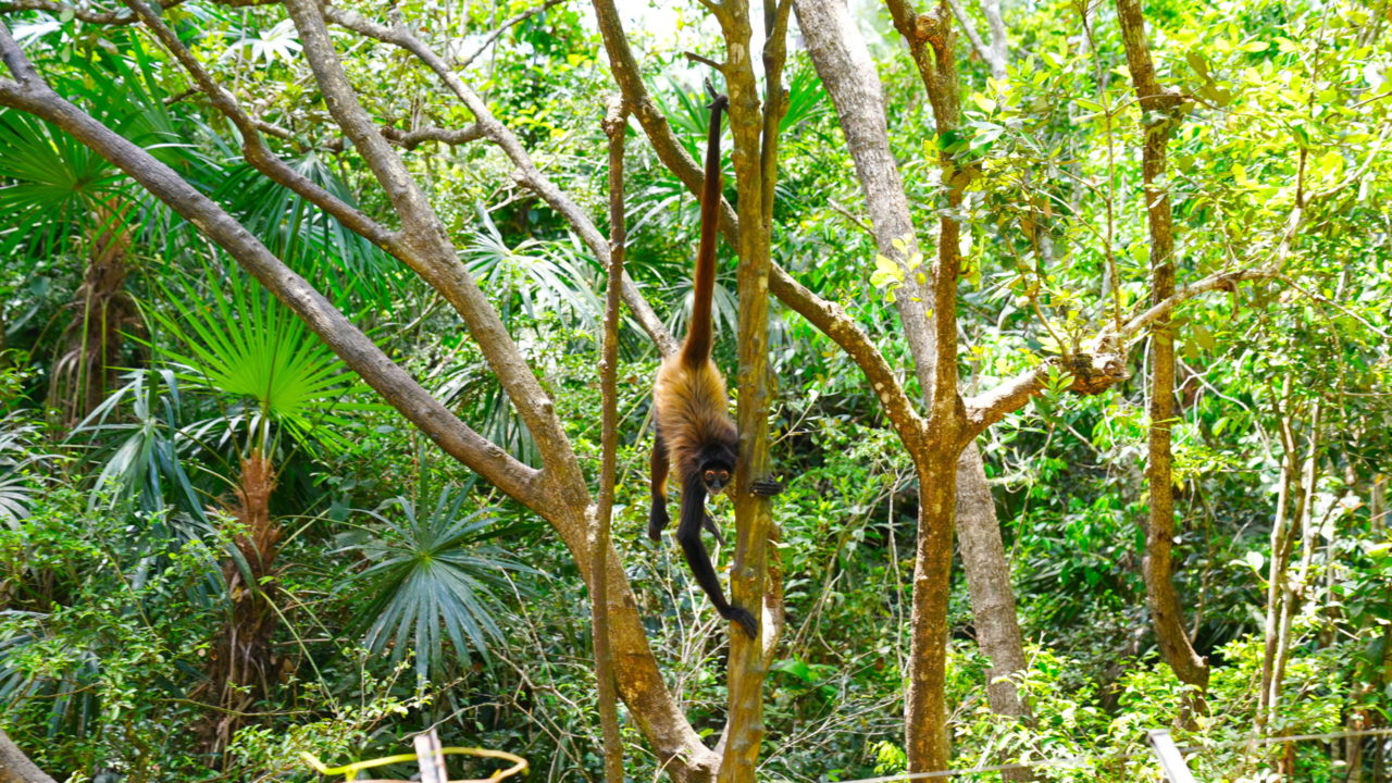 Belize Zoo - awa Travels